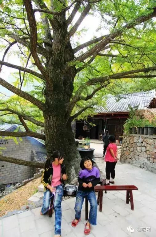 正在消亡！這個建在古老銀杏樹根上的絕美村寨，世界罕見！ - 樂活農旅數位網 - udn部落格